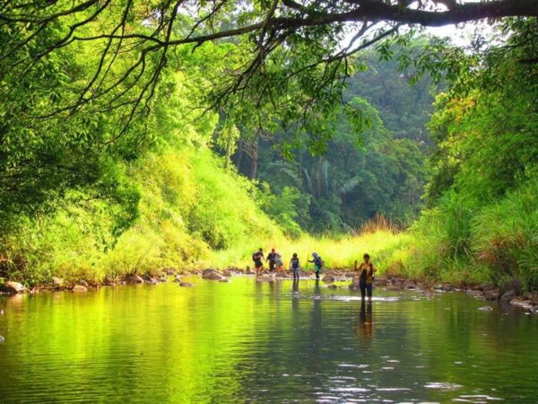 Uncover the Secrets of Vietnam Rainforest and Its Biodiversity - Sun ...