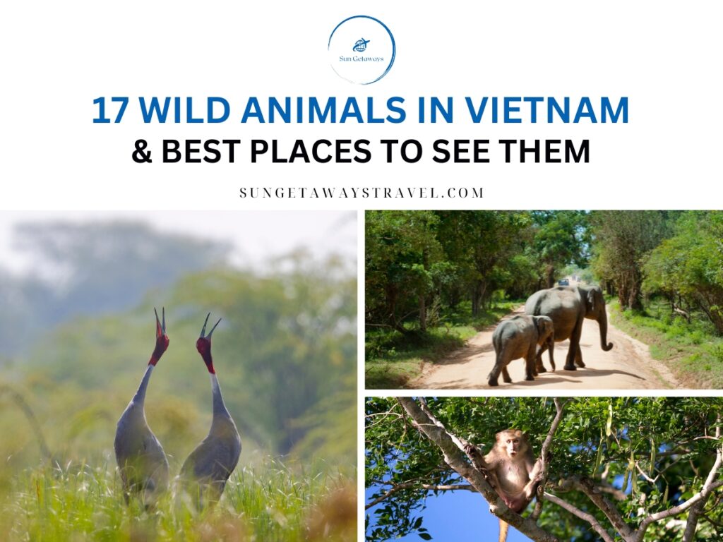 17 Wild Animals in Vietnam & Best Places to See Them