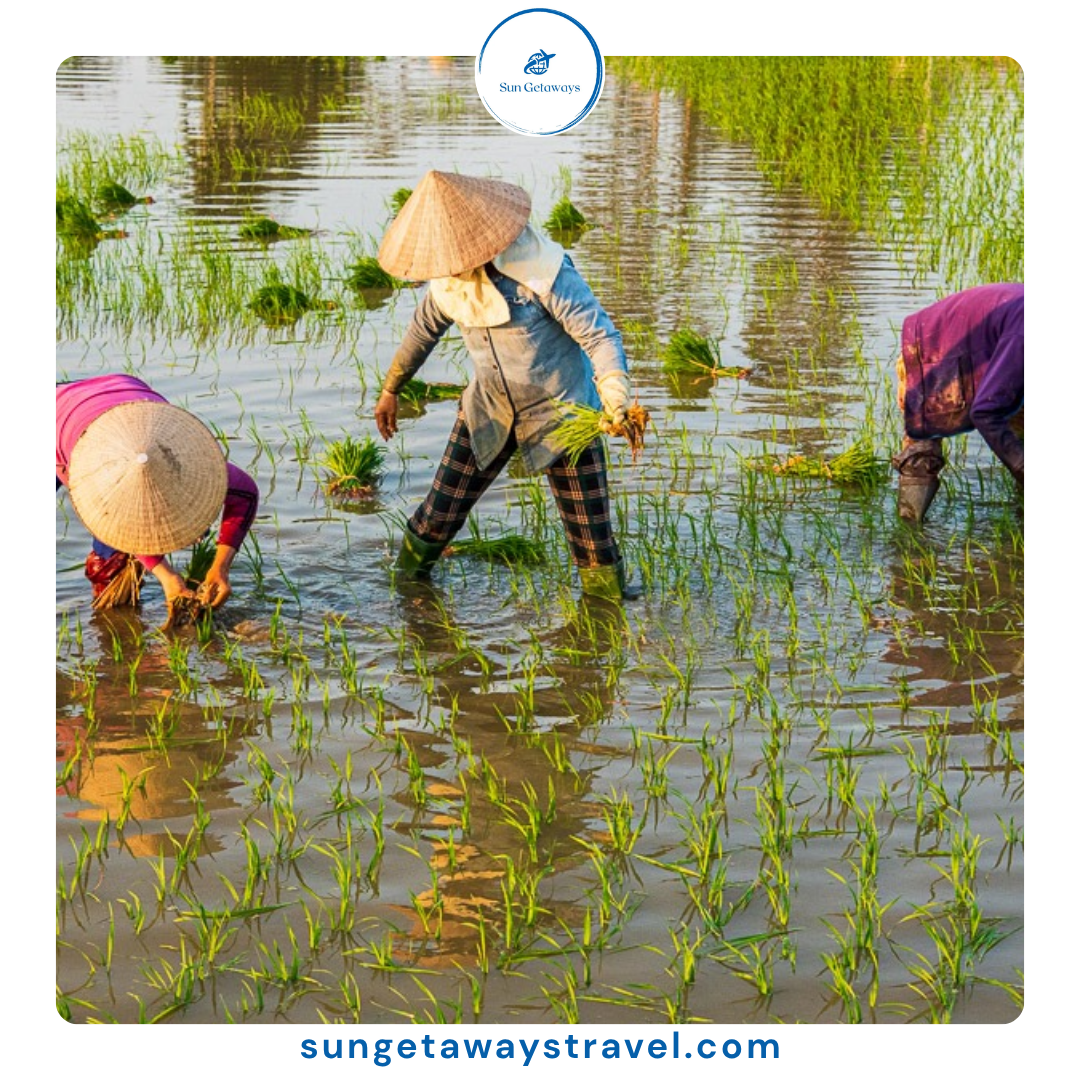 The Ultimate Guide to an Authentic Rice Farming Experience in Vietnam ...