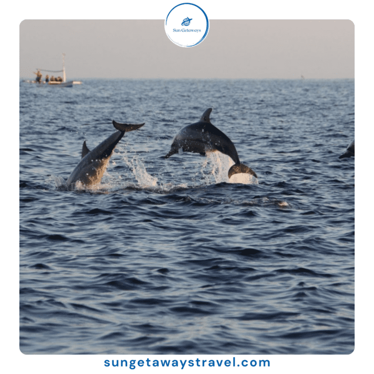 Vietnam Dolphin Tour Tips: Best Season for Sightings and Safety - Sun ...